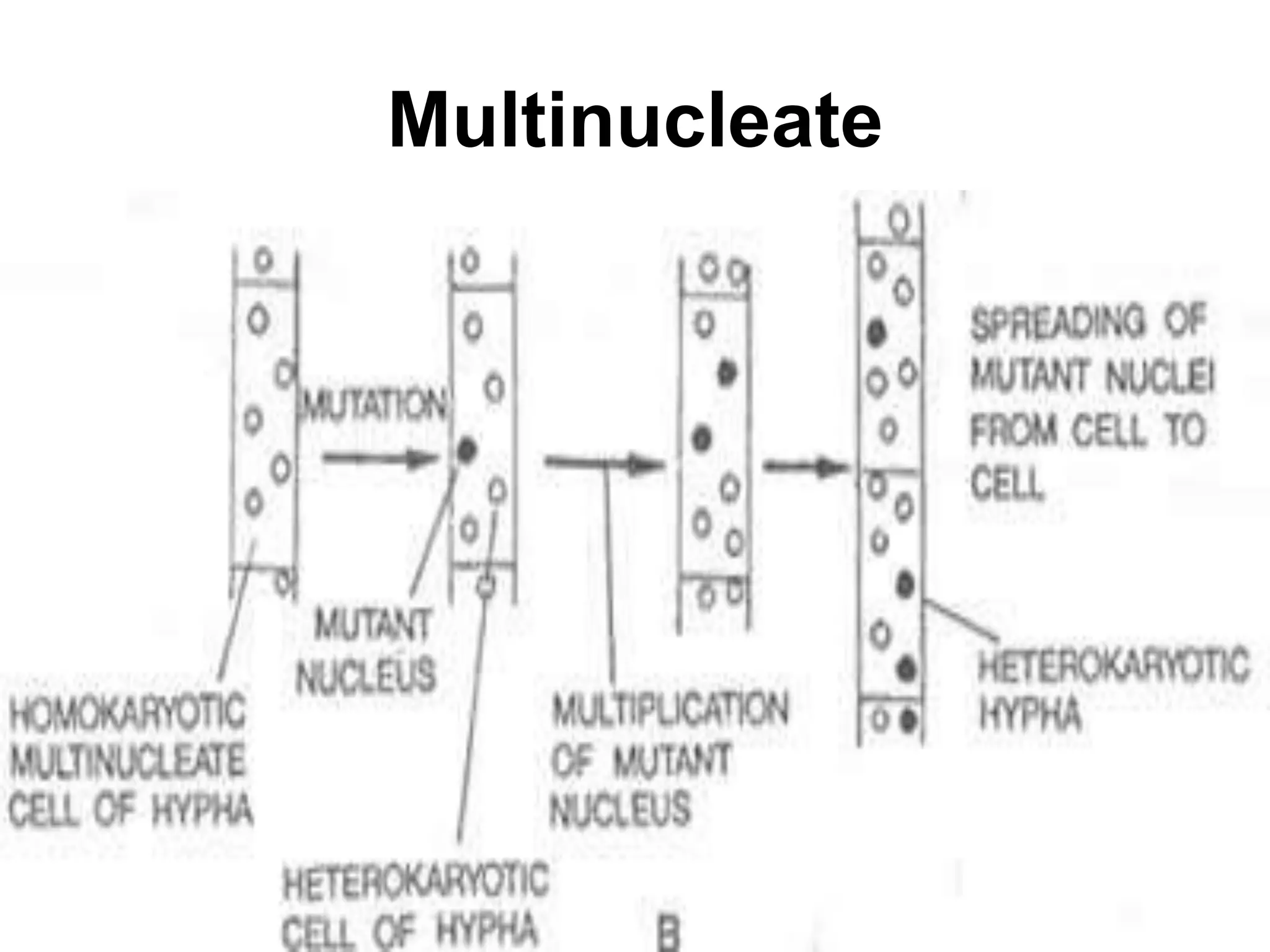 Definition, Characteristics, Nutrition, Special Structures ...