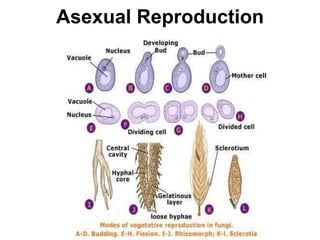 Definition, Characteristics, Nutrition, Special Structures ...