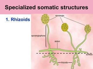 Definition, Characteristics, Nutrition, Special Structures ...