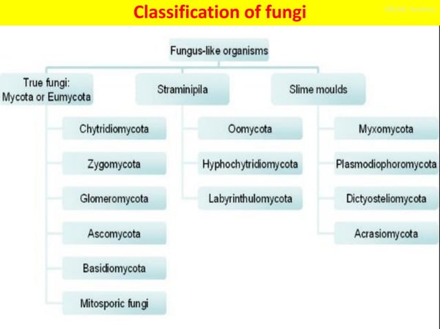 Fungi | PPT