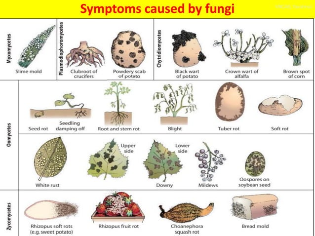 Fungi | PPT