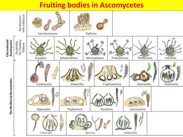 Fungi | PPT