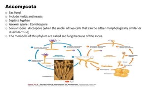 Fungi - An Introduction | PPTX