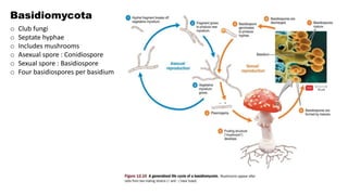 Fungi - An Introduction | PPTX