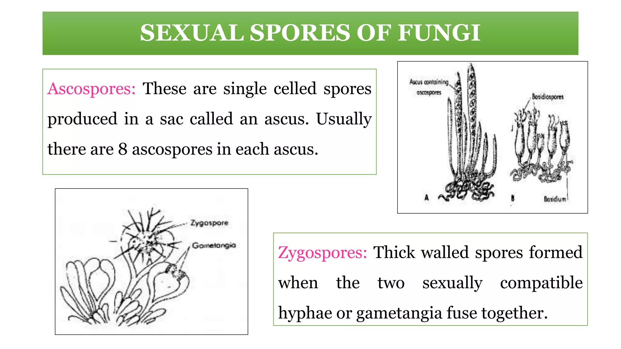 Fungi | PPTX