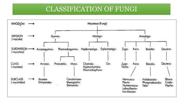 Fungi | PPTX | Biological Sciences | Science