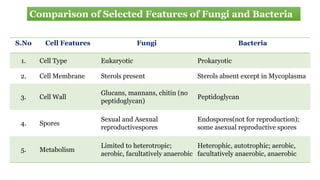 Fungi | PPTX