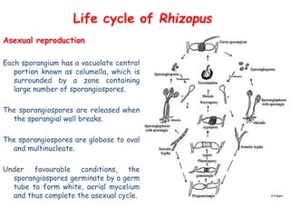 Rhizopus Stolonifer Life Cycle