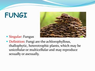 Fungi | PPTX