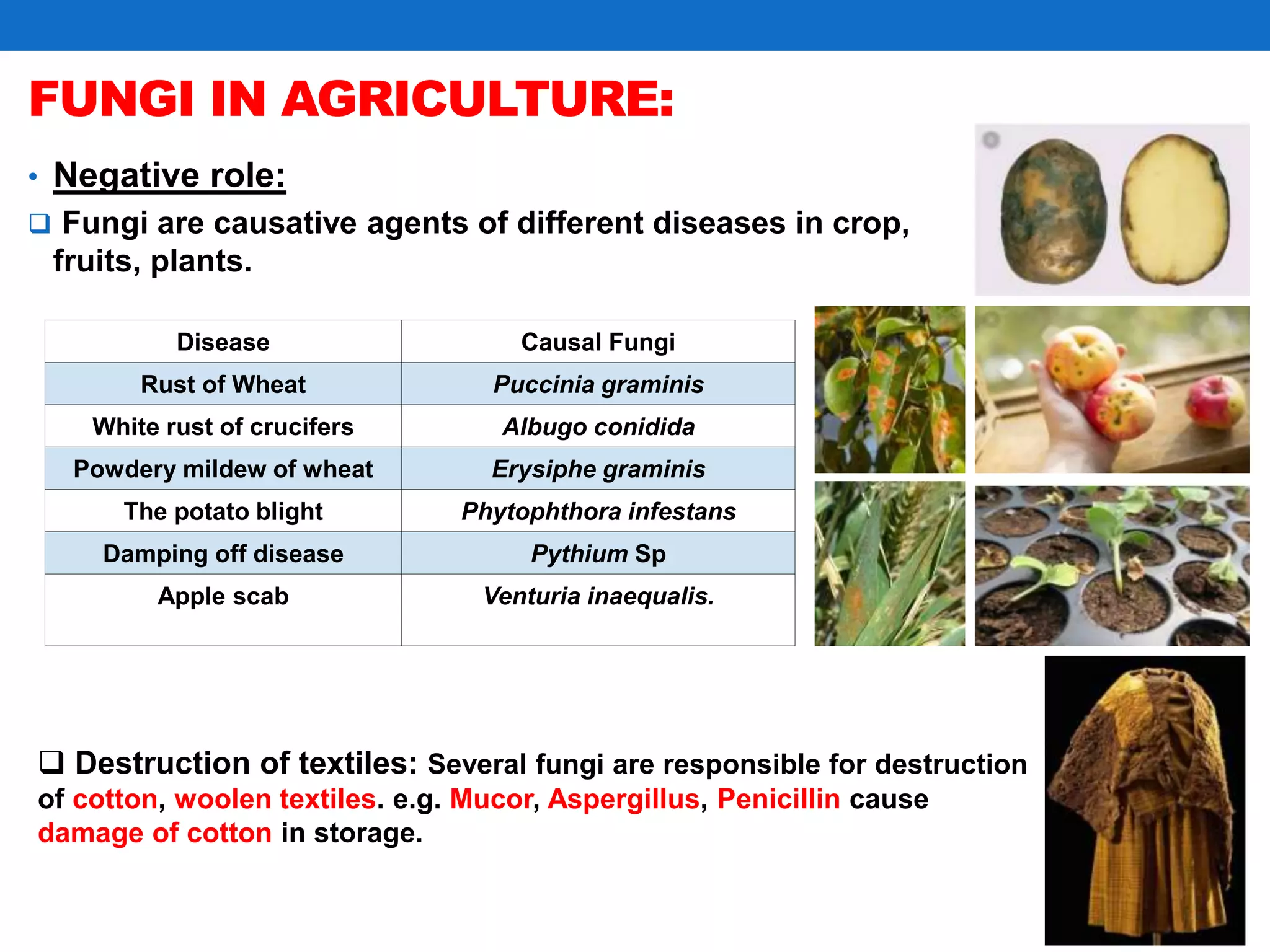 FUNGI - ROLE IN AGRICULTURE,MEDICINE & COMMERCIAL PRODUCTS. | PPTX