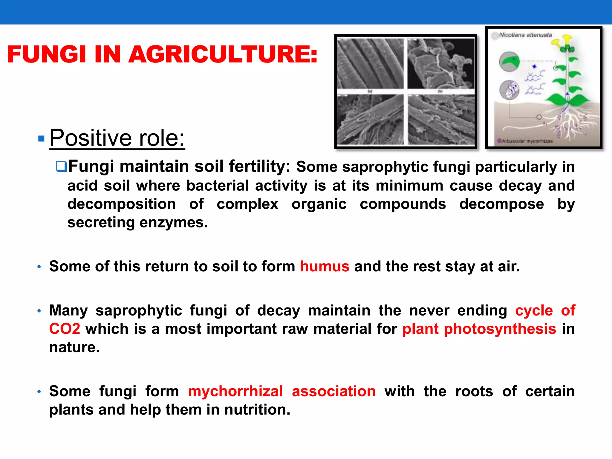 FUNGI - ROLE IN AGRICULTURE,MEDICINE & COMMERCIAL PRODUCTS. | PPTX