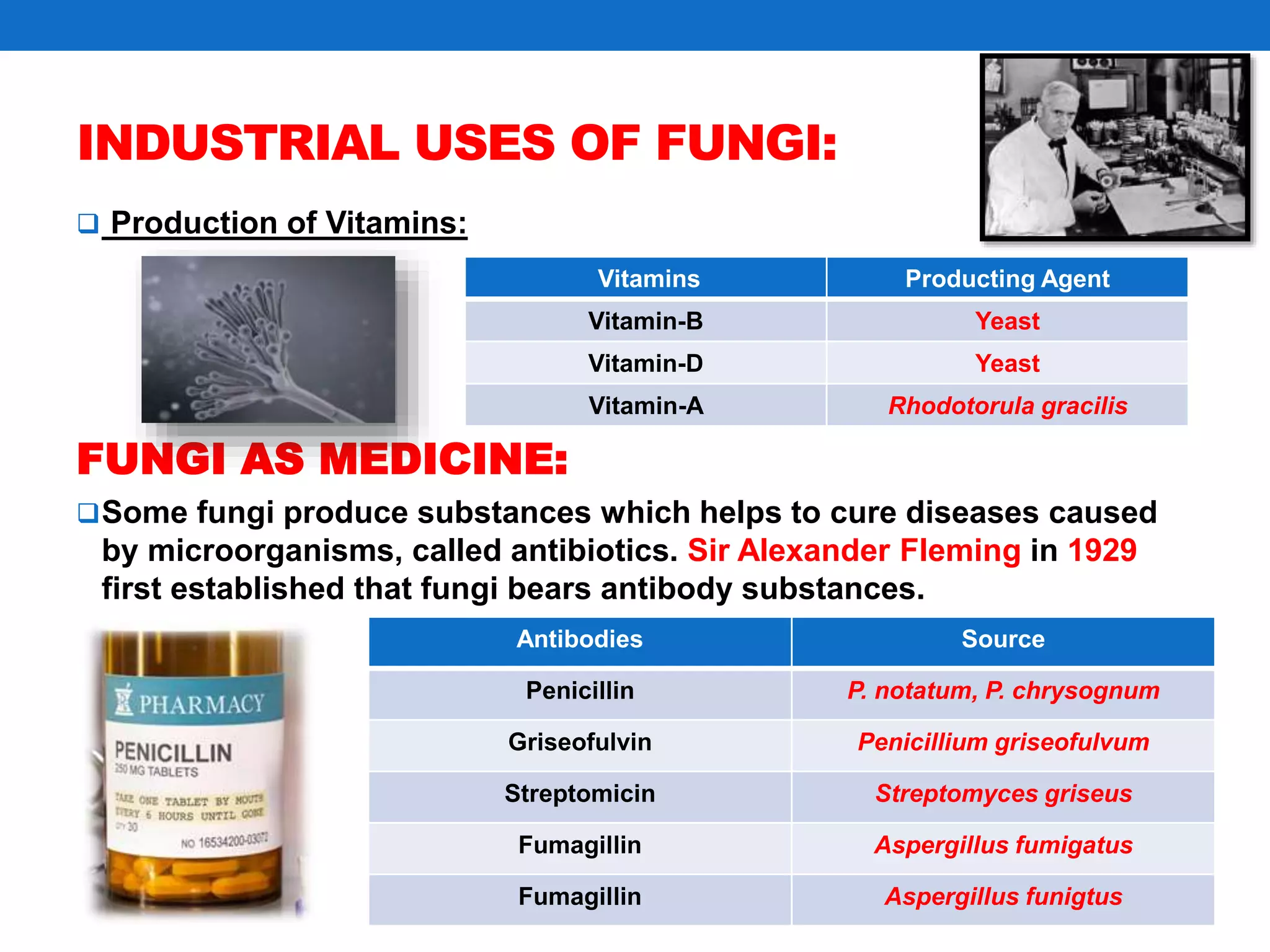 FUNGI - ROLE IN AGRICULTURE,MEDICINE & COMMERCIAL PRODUCTS. | PPTX
