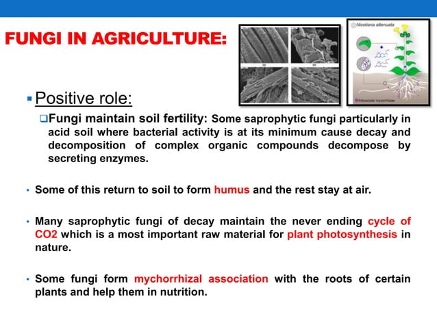 FUNGI - ROLE IN AGRICULTURE,MEDICINE & COMMERCIAL PRODUCTS. | PPT