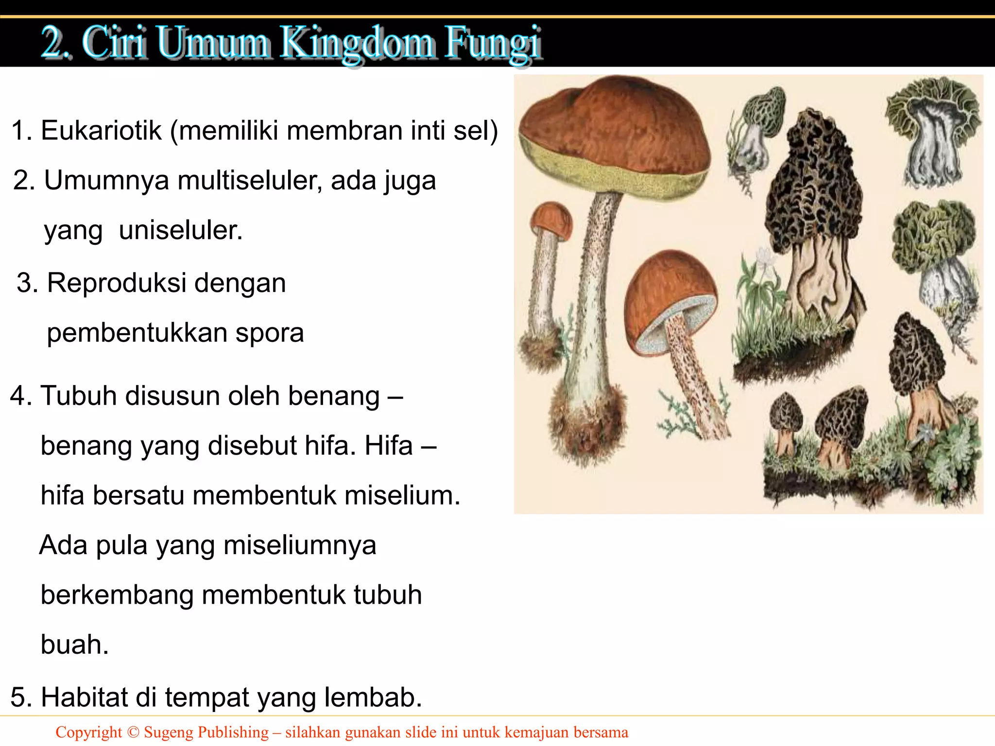 fungi.ppt