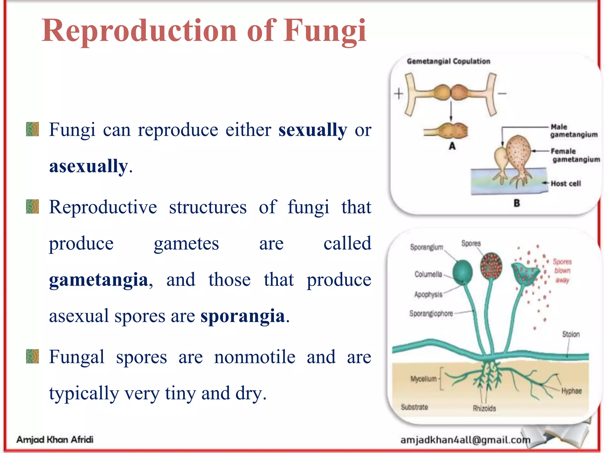 Fungi | PPT