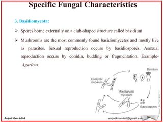 Fungi | PPT