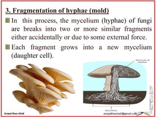 Fungi | PPT