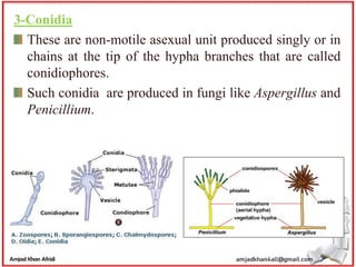 Fungi | PPT