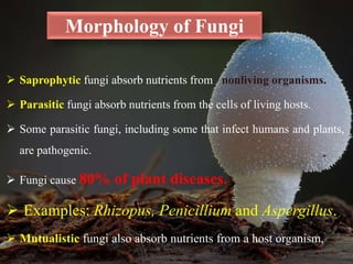 Fungi | PPT