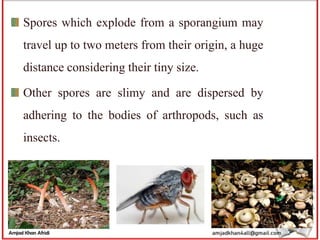 Fungi | PPT
