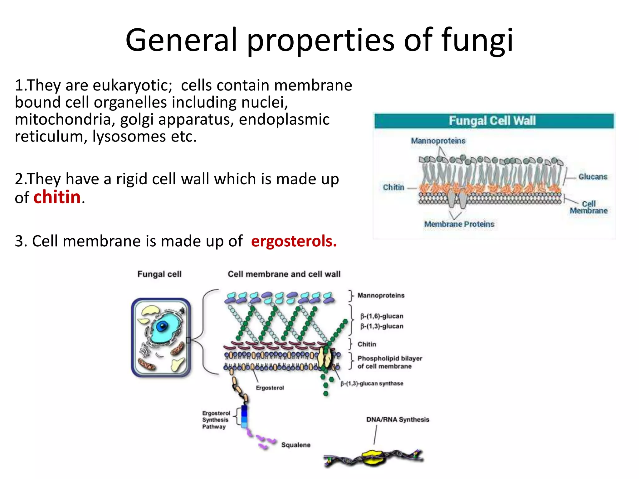 Fungi.pdf