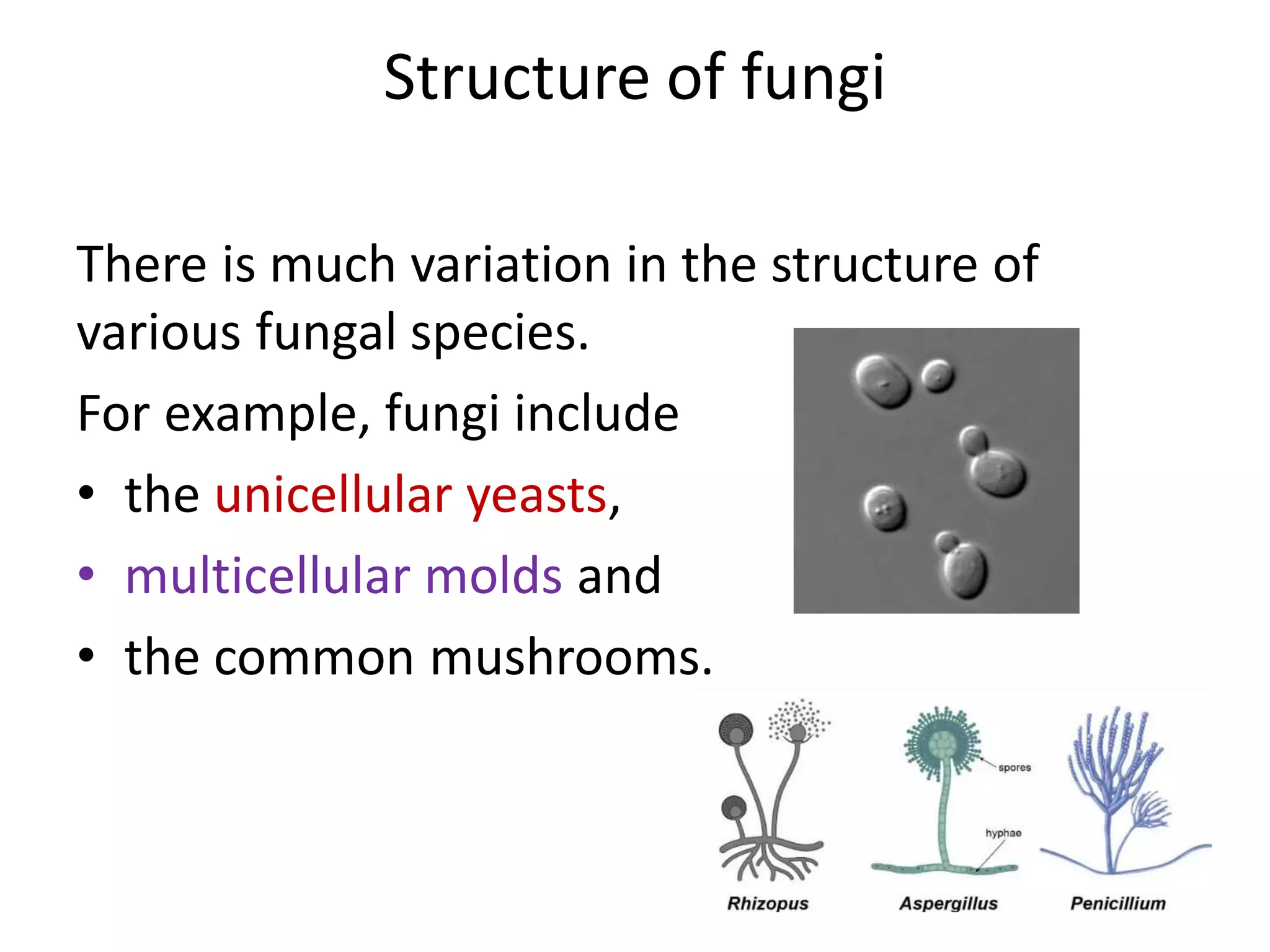 Fungi.pdf