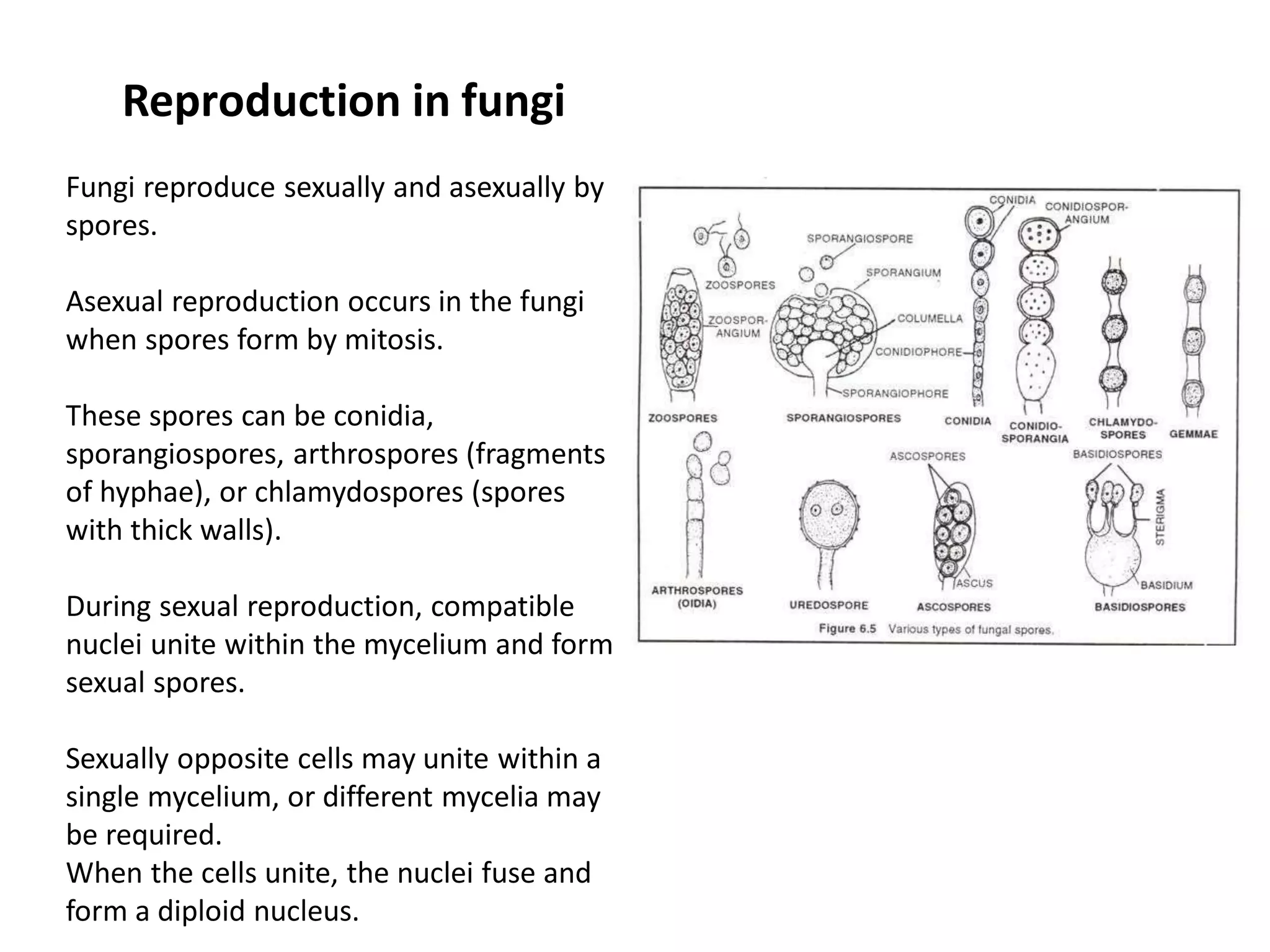 Fungi.pdf