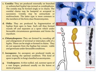 fungi fngiiiiiiiiiiiiiiiiiiiiiiiiii.pptx