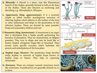 fungi fngiiiiiiiiiiiiiiiiiiiiiiiiii.pptx