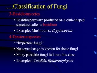 Fungi.ppt revised.pdf