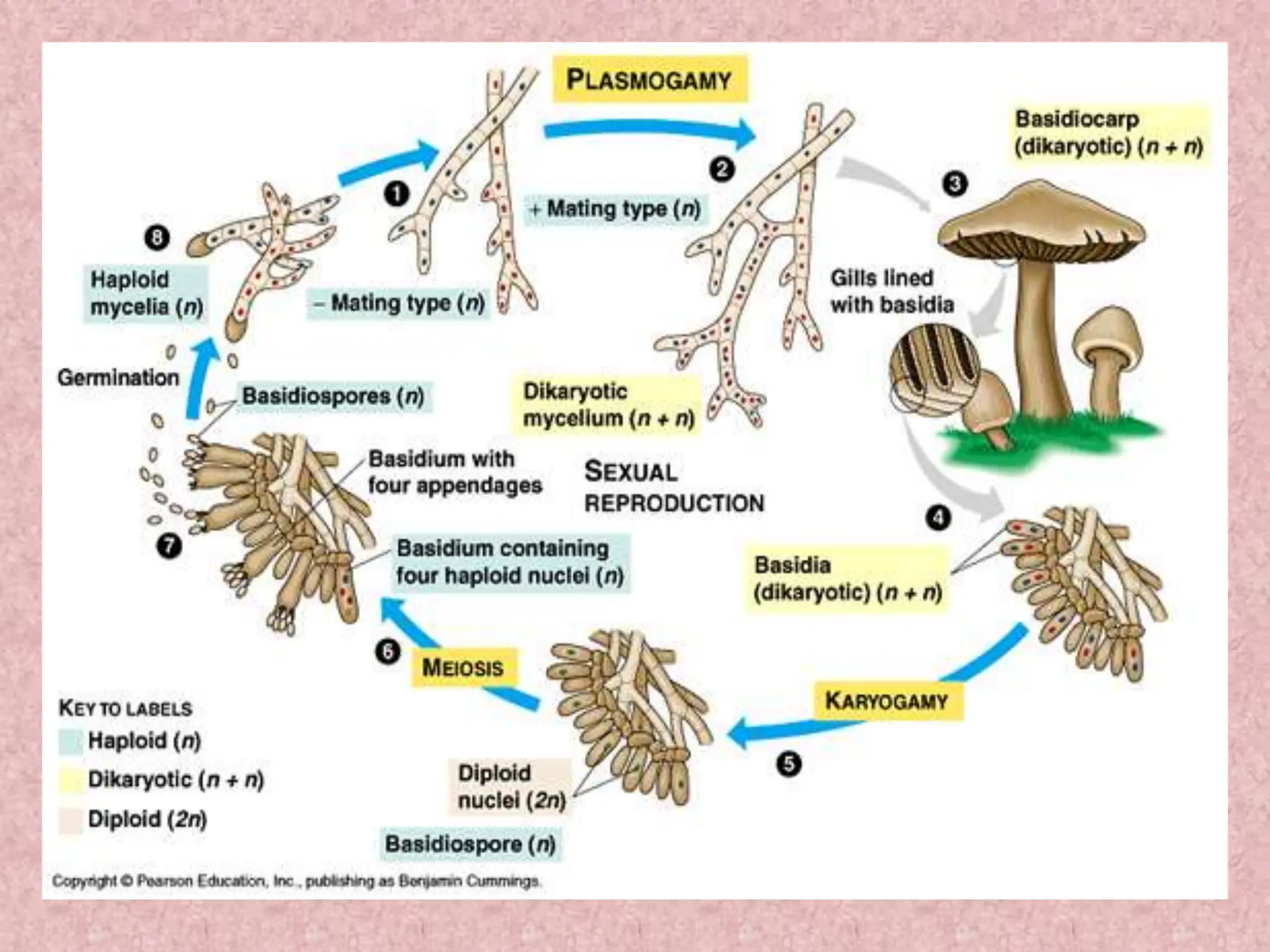 Biologi Dasar Semester 1 Pendidikan Biologi - FUNGI | PPT