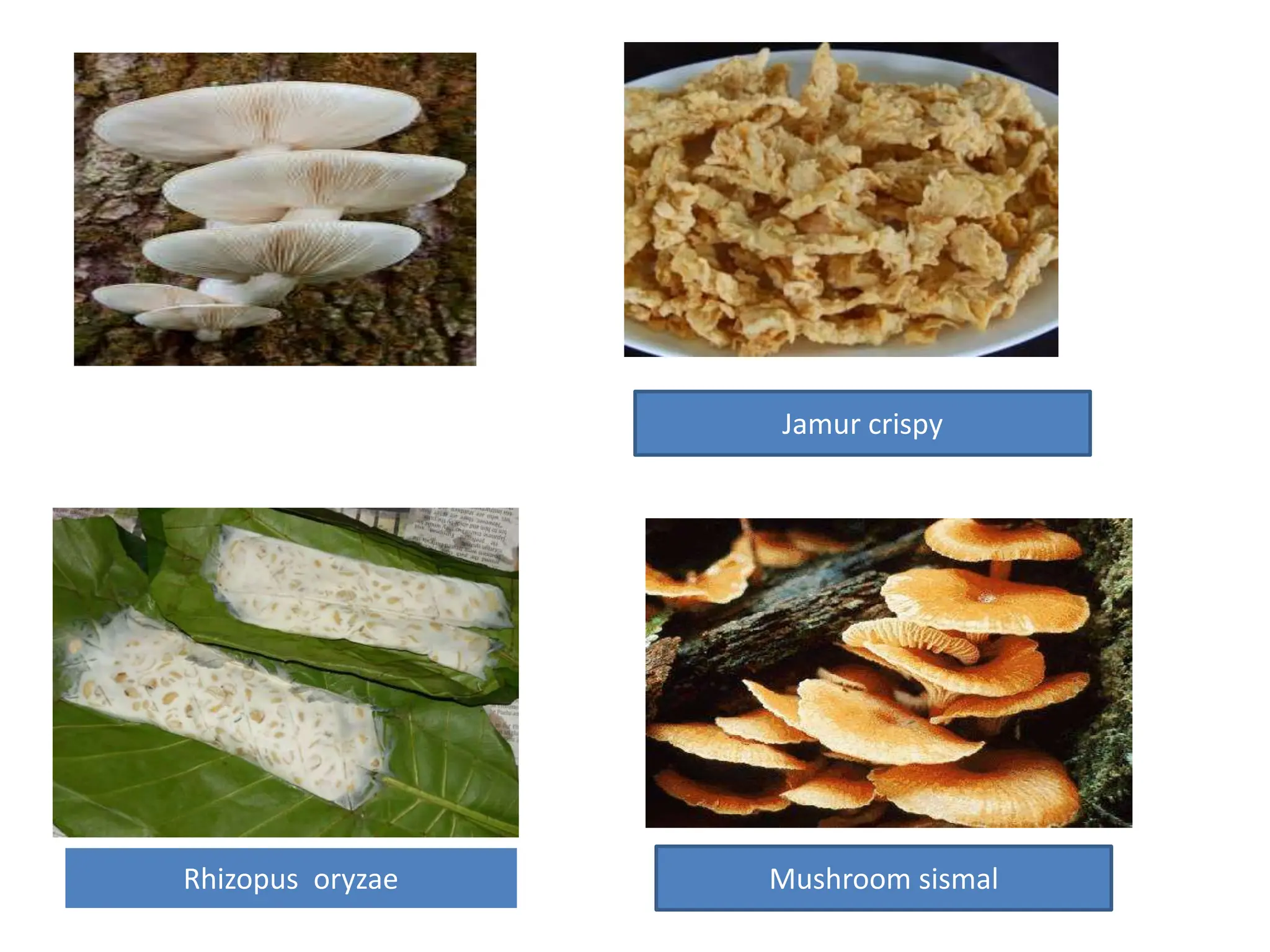 Biologi Dasar Semester 1 Pendidikan Biologi - FUNGI | PPT