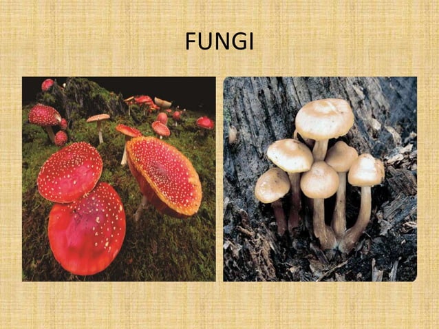 Biologi Dasar Semester 1 Pendidikan Biologi - FUNGI | PPT