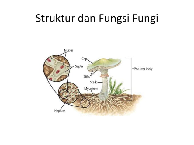 Biologi Dasar Semester 1 Pendidikan Biologi - FUNGI | PPT