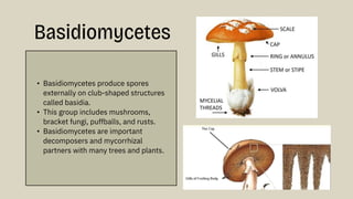 DdjsjsjsjsjsjssjjFungi Classification.pdf | Gardening | Home & Garden