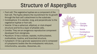 DdjsjsjsjsjsjssjjFungi Classification.pdf