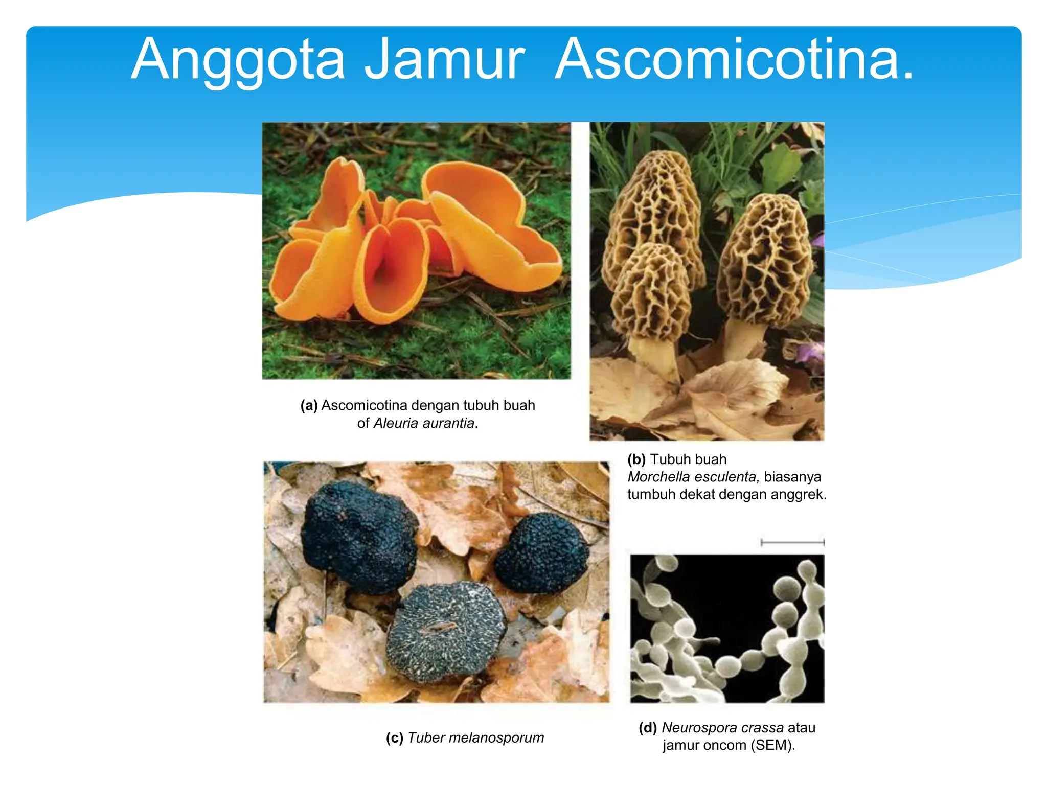 Analisis Jamur pada makhluk hidup 1.pptx