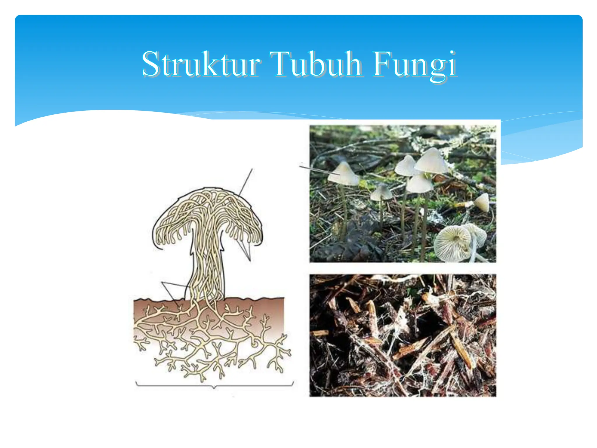 Analisis Jamur pada makhluk hidup 1.pptx