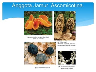 Analisis Jamur pada makhluk hidup 1.pptx