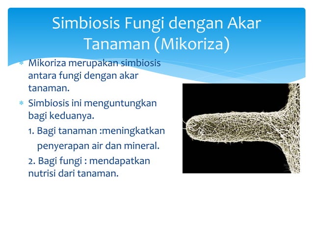 Analisis Jamur pada makhluk hidup 1.pptx