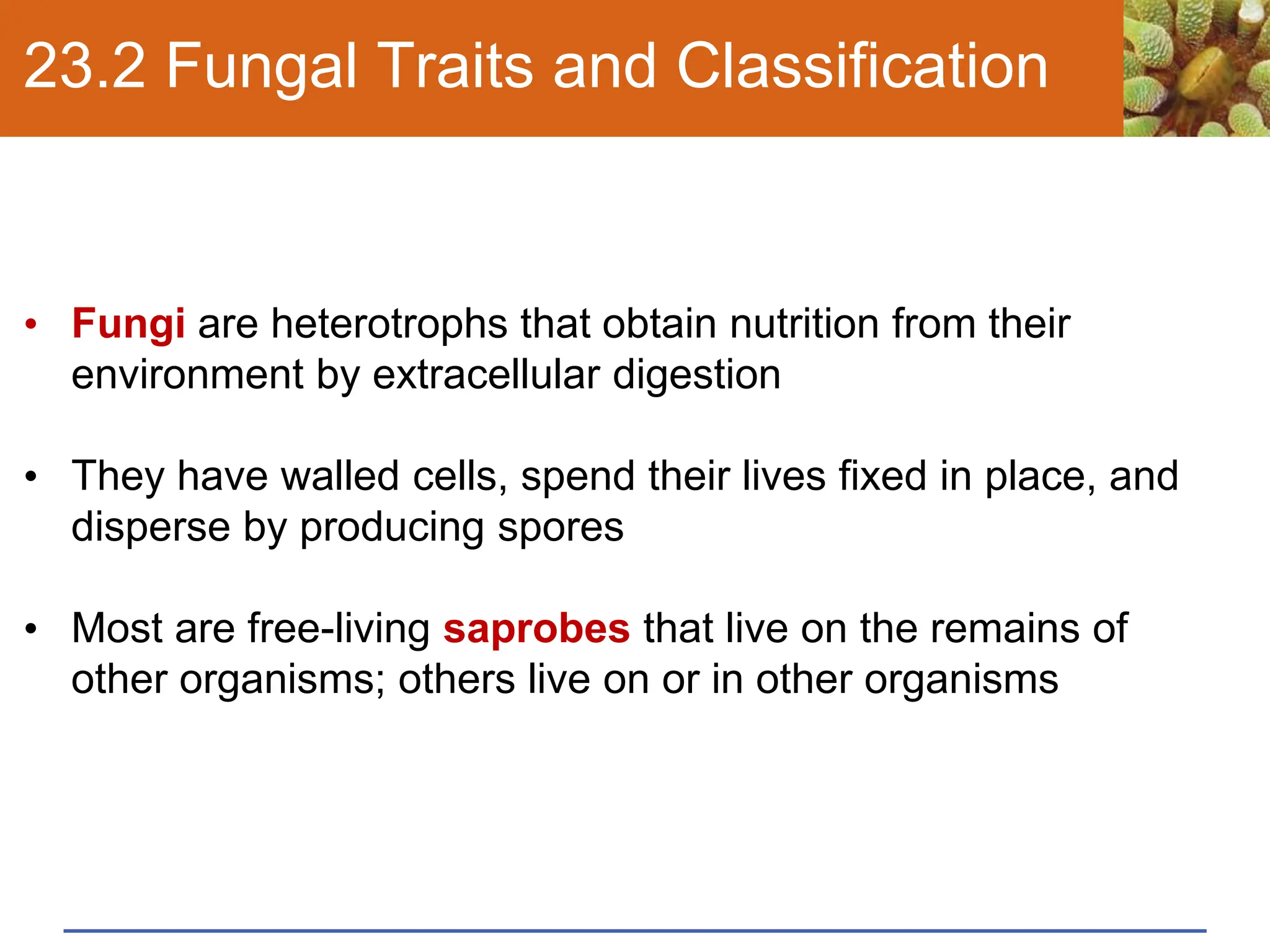 power point presentation guide fungi.pptx