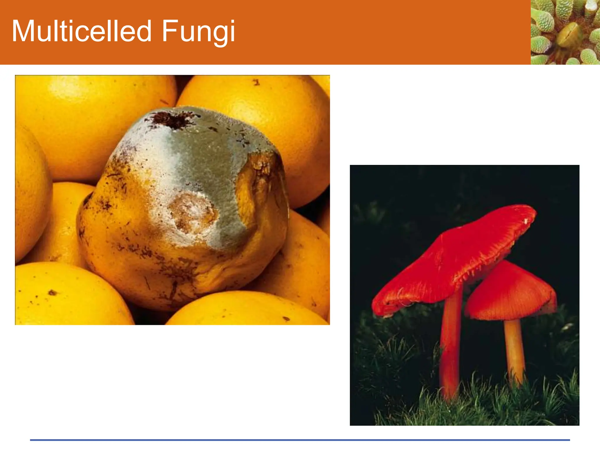 power point presentation guide fungi.pptx