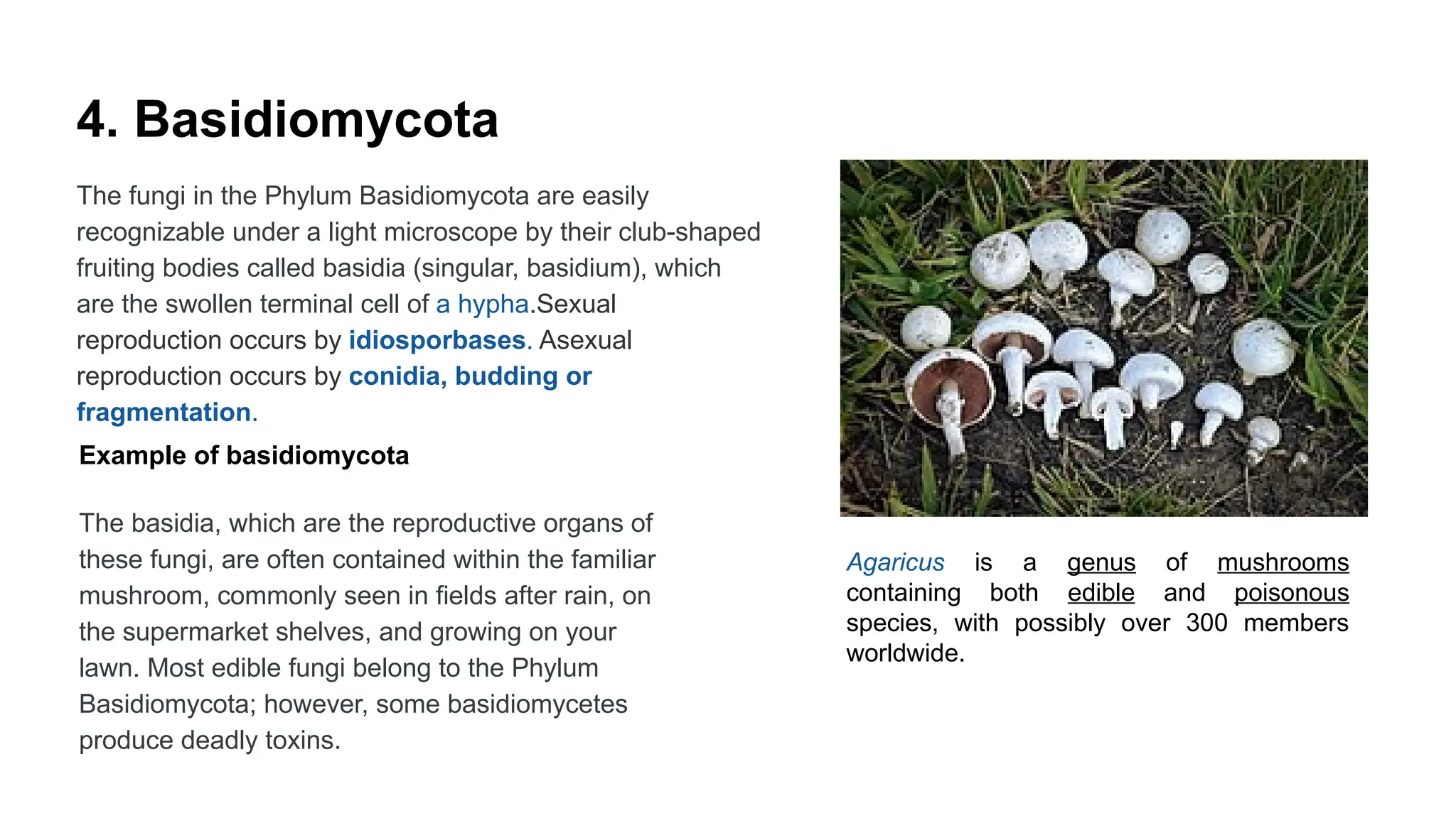 fungi classification in ecosystem mushroom.pptx