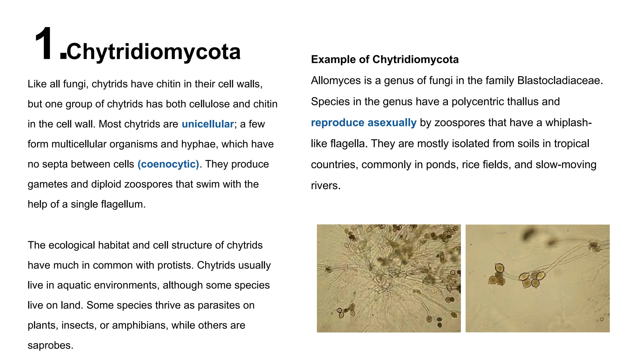 fungi classification in ecosystem mushroom.pptx
