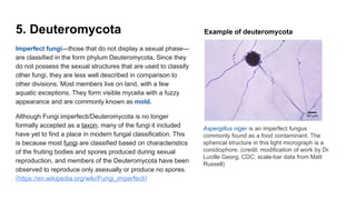 fungi classification in ecosystem mushroom.pptx