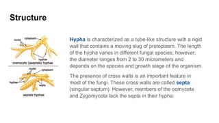 fungi classification in ecosystem mushroom.pptx