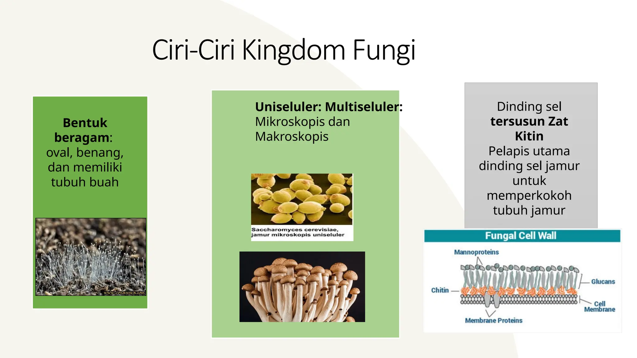 fungi kingdong jamur kelas 10 sma k13.pptx