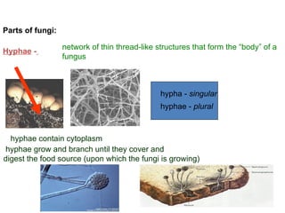 Grade 11 Notes Microrganisms Bacteria,Fungi.pptx