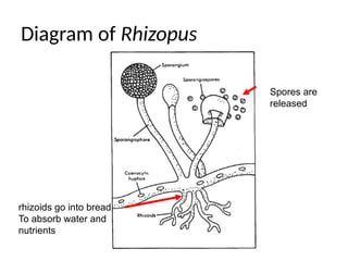 Grade 11 Notes Microrganisms Bacteria,Fungi.pptx