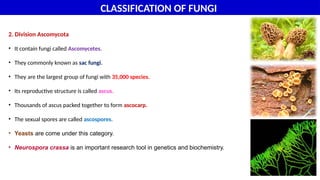 Microbiology of Fungi - Morphology & Characteristics | PPTX